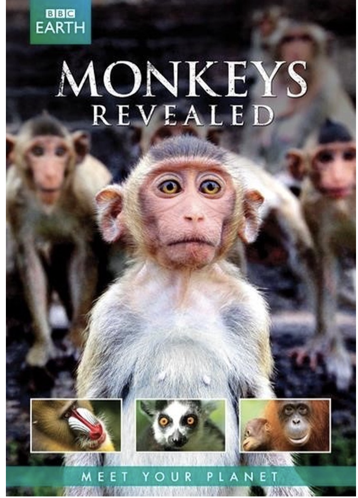 Monkeys revealed - Filmreus
